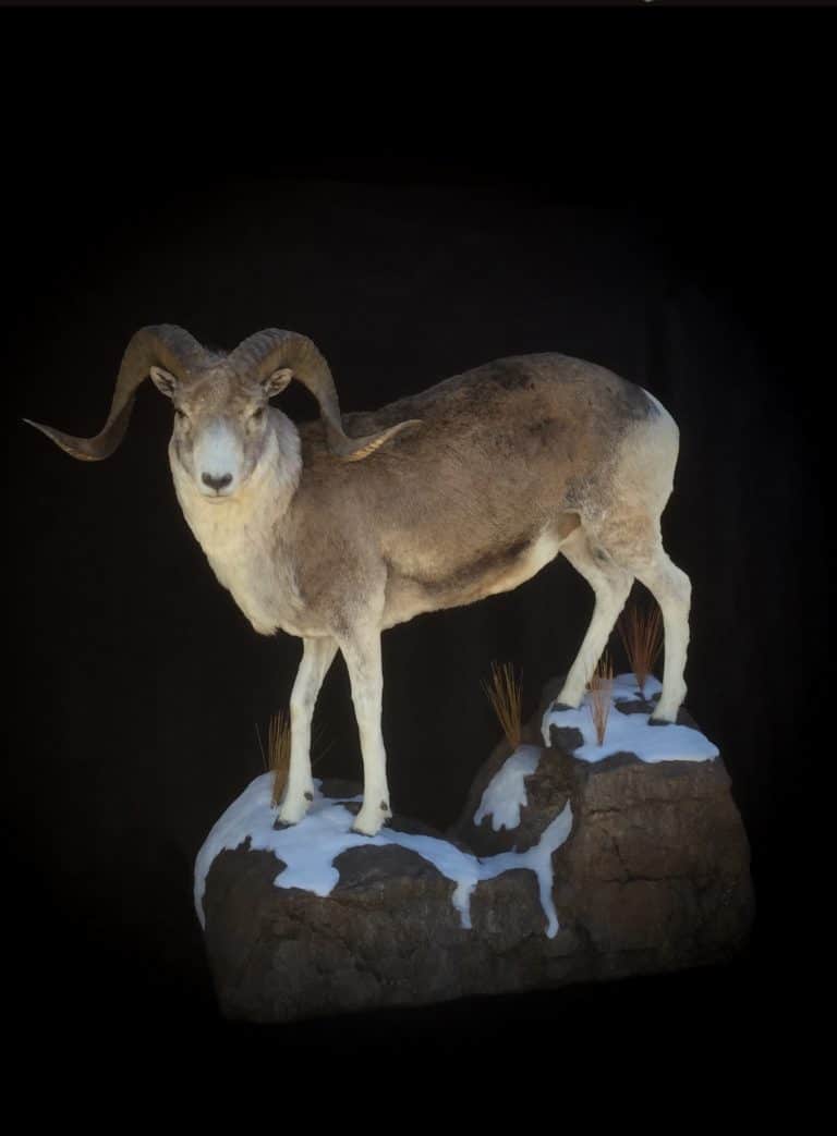 Lifesize | Otten Brothers Taxidermy