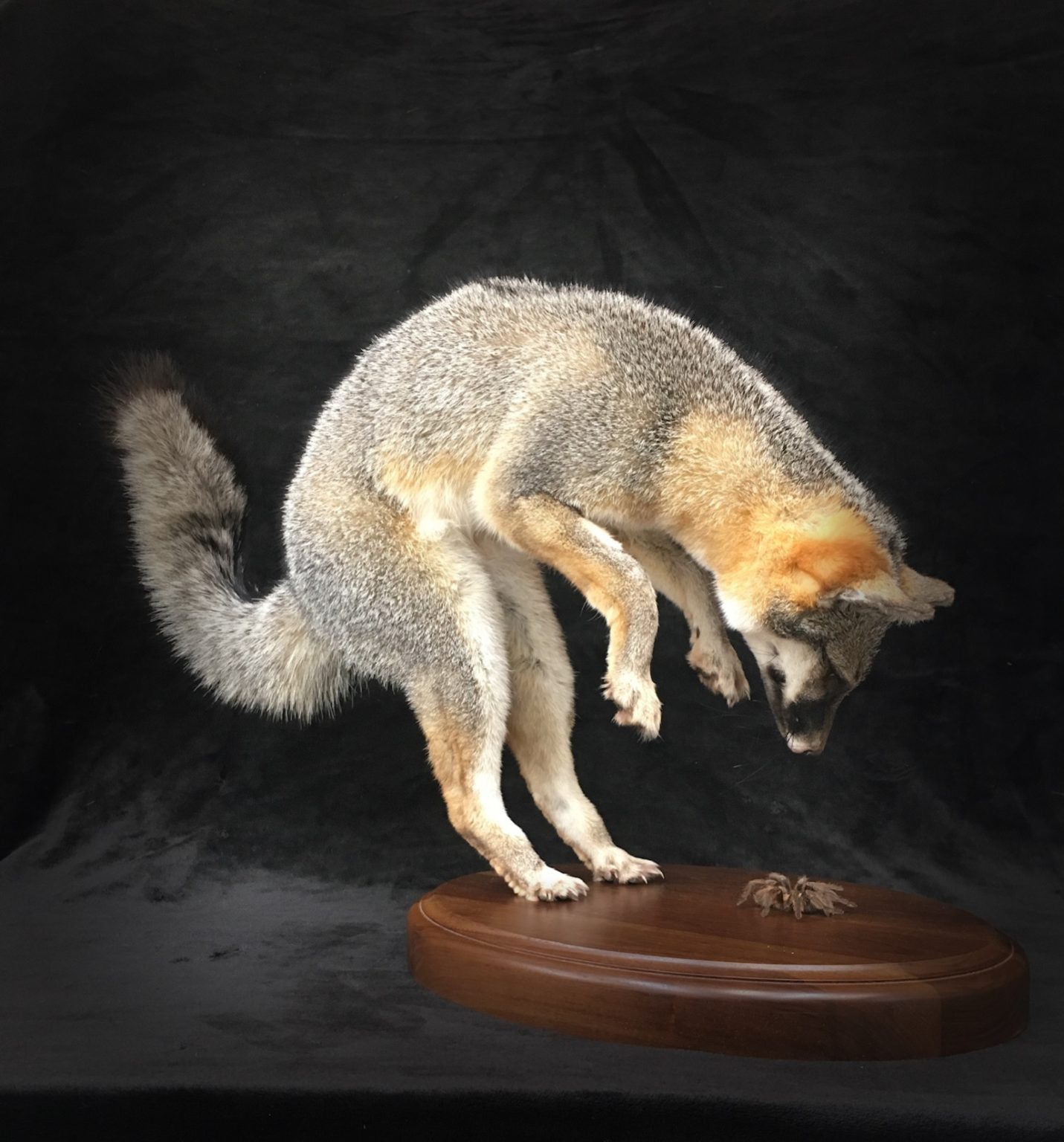 Lifesize | Otten Brothers Taxidermy