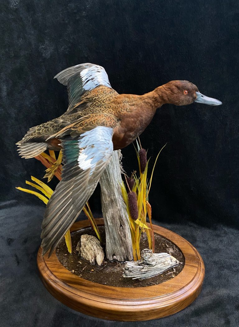 Bird Mounts | Otten Brothers Taxidermy