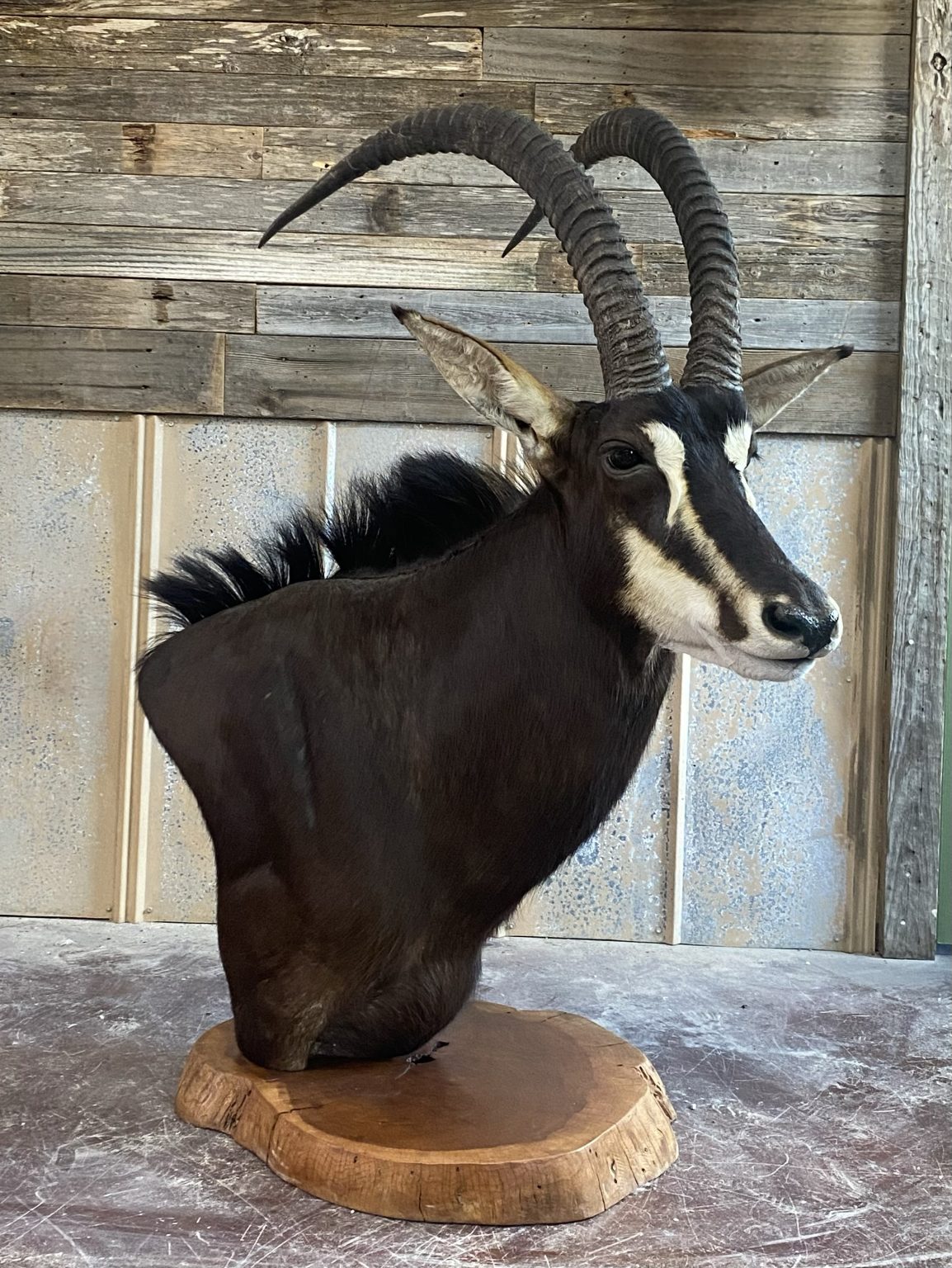 Otten Brothers Taxidermy Shoulder Mounts | Otten Brothers Taxidermy