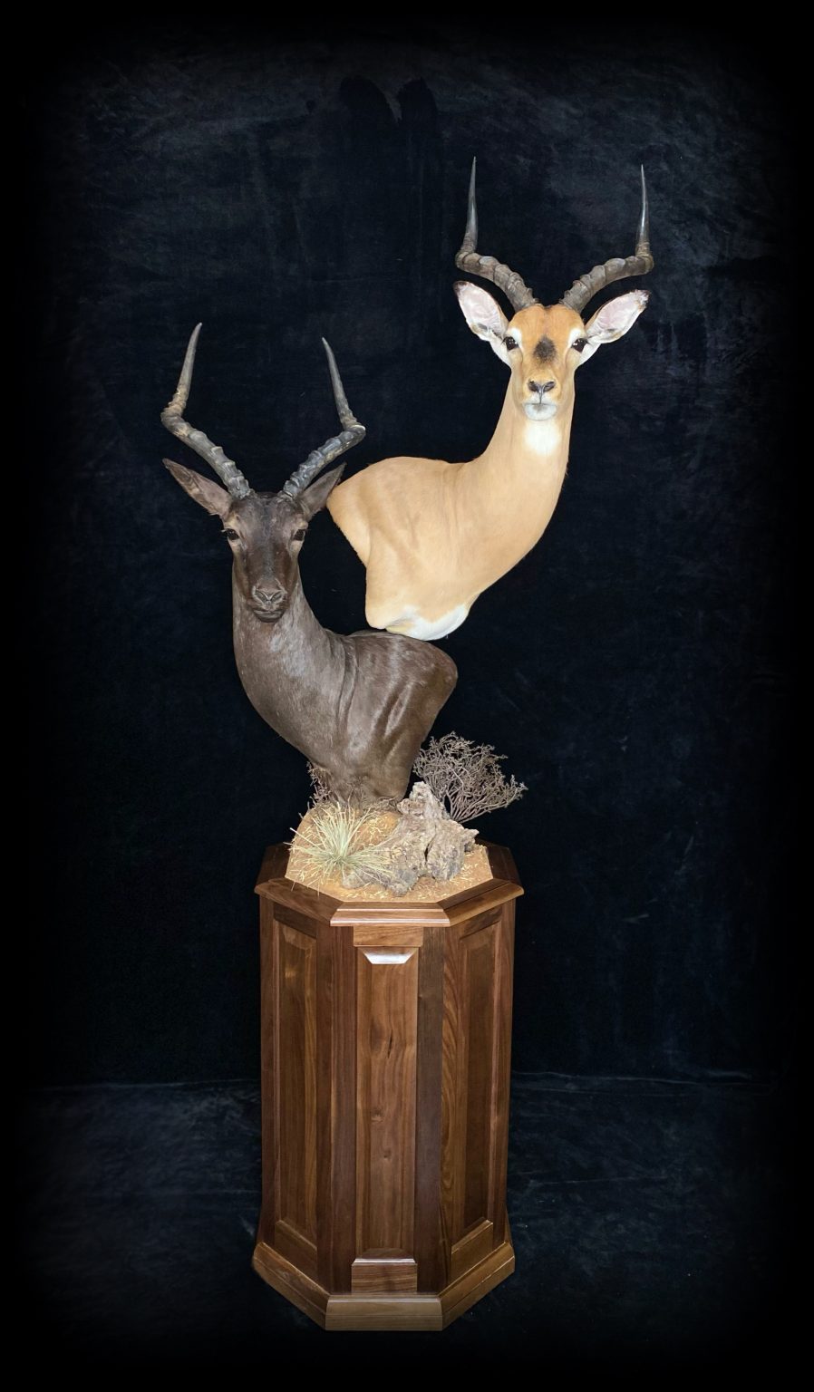 Otten Brothers Taxidermy Shoulder Mounts | Otten Brothers Taxidermy