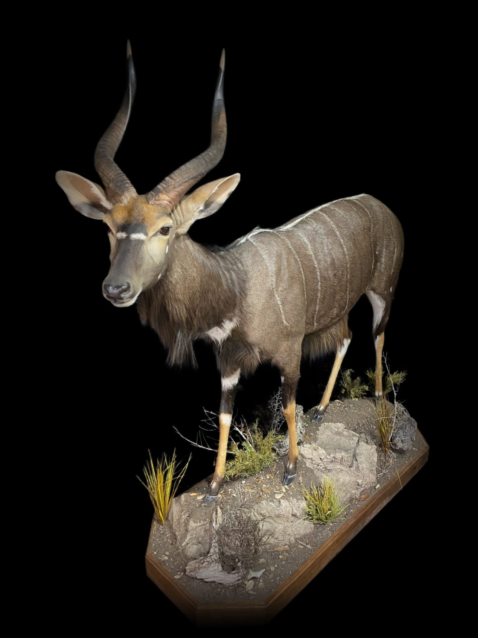 Lifesize | Otten Brothers Taxidermy