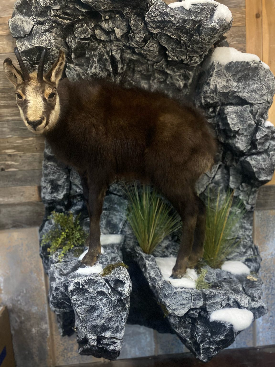 Lifesize | Otten Brothers Taxidermy